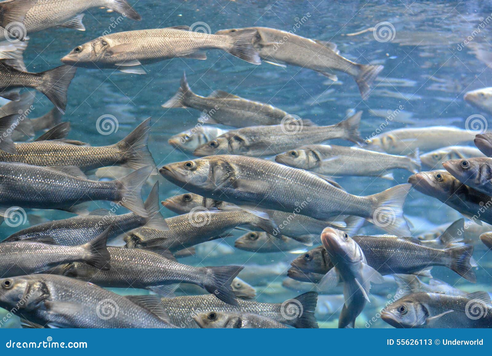 School of Silver Gray Fish stock image. Image of shoal - 55626113