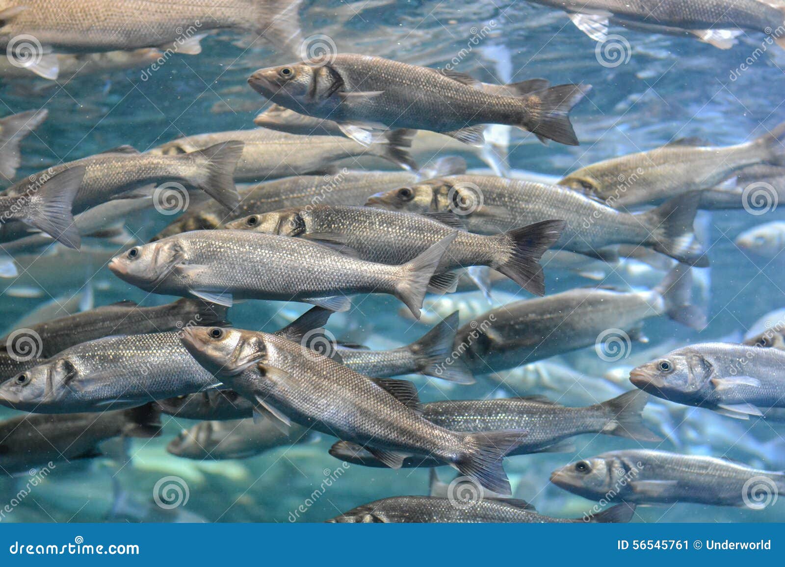 School of Silver Gray Fish stock image. Image of water - 56545761