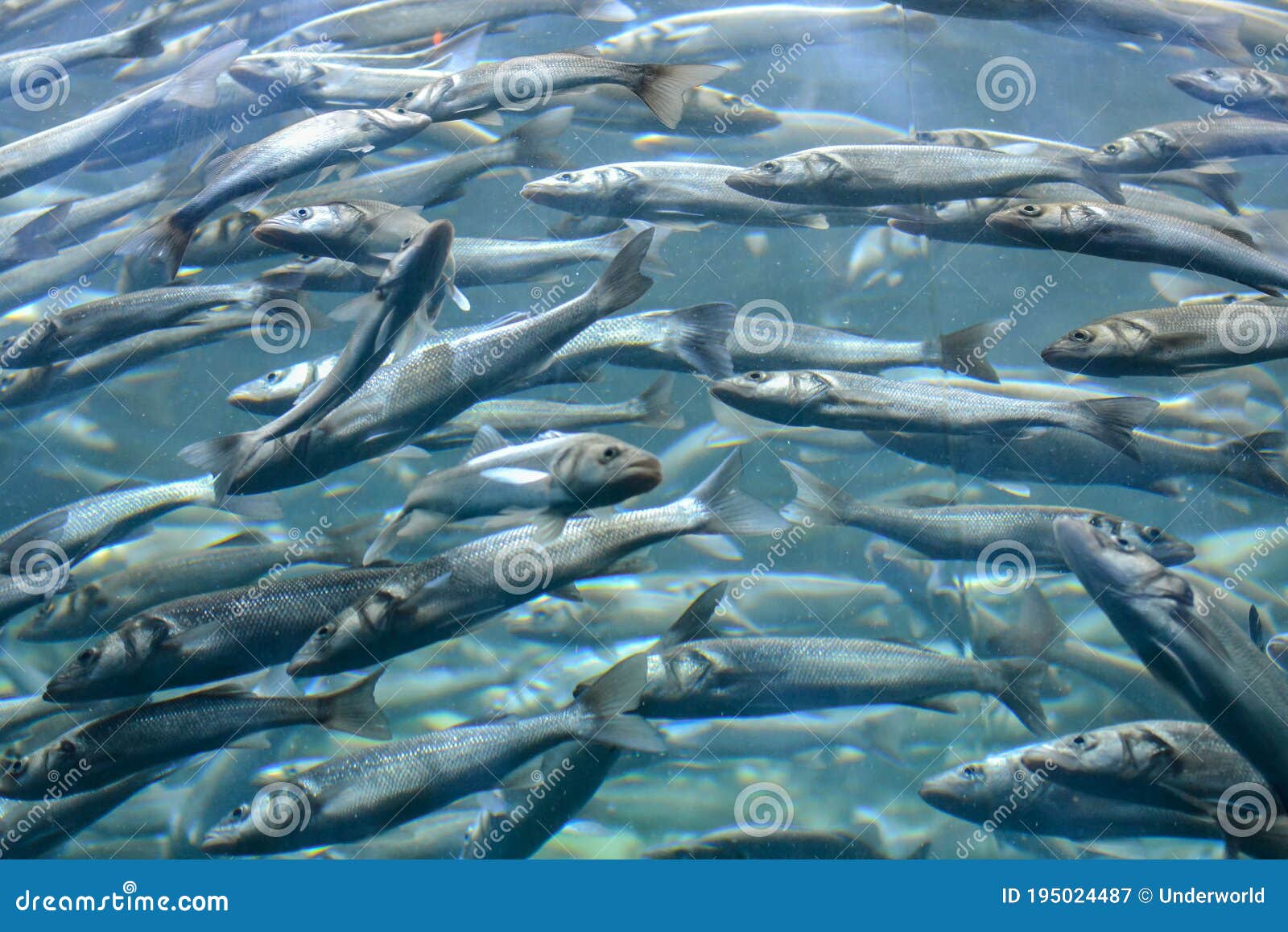 School of Silver Gray Fish stock image. Image of swim - 195024487