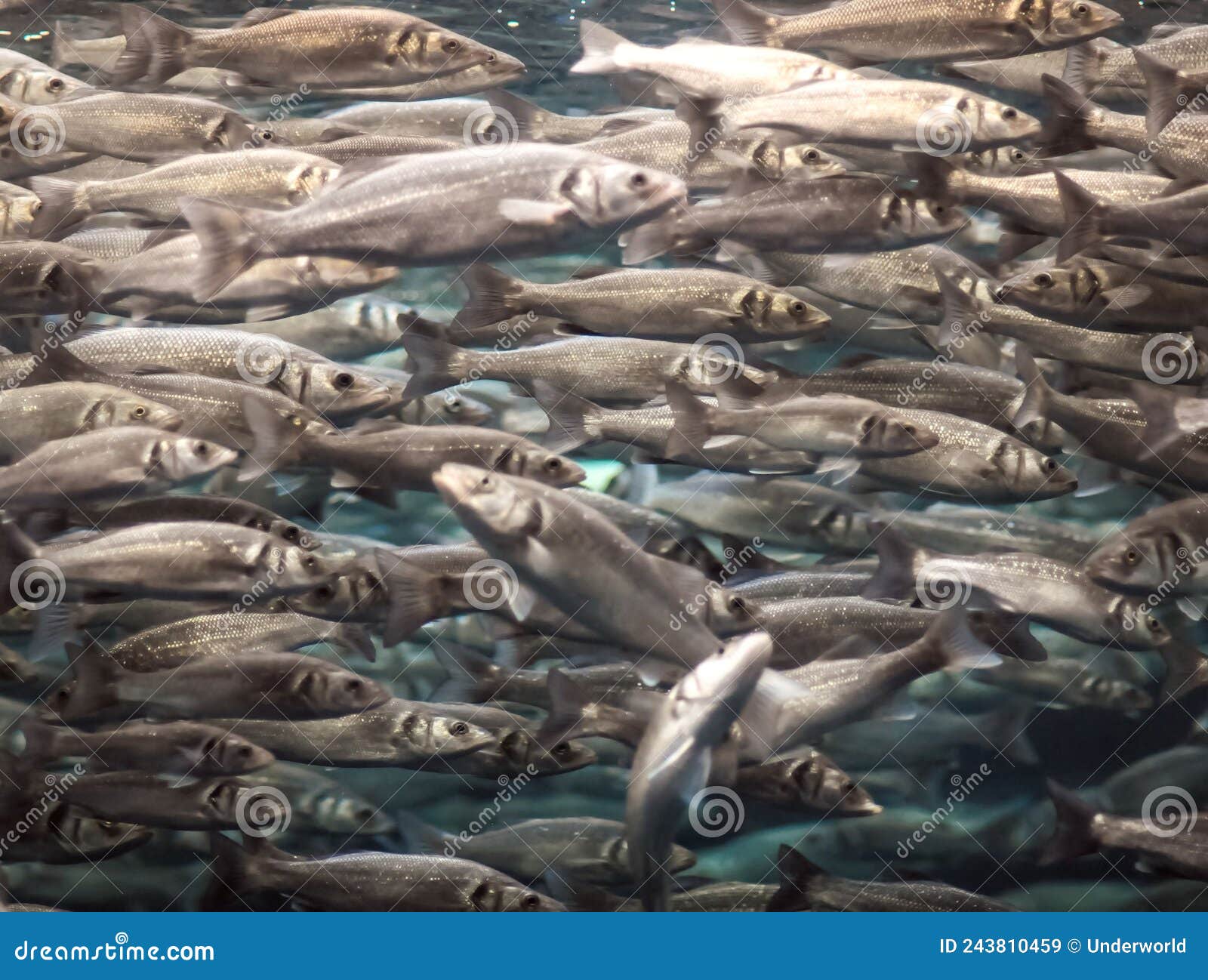 School of Silver Gray Fish stock image. Image of background - 243810459