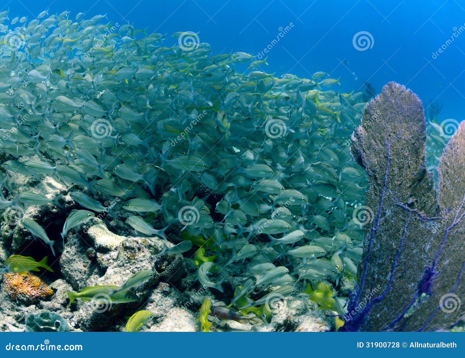 School of Silver Grunts or Tropical Fish Stock Photo - Image of bahamas ...