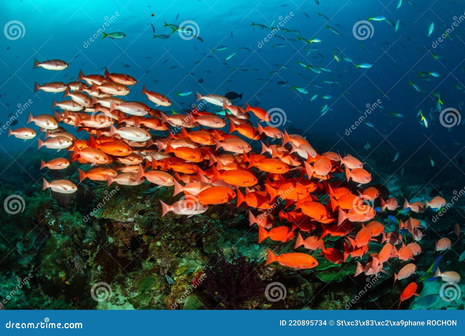 School of Slender Pinjalo Fish Stock Photo - Image of barat, ecosystem ...