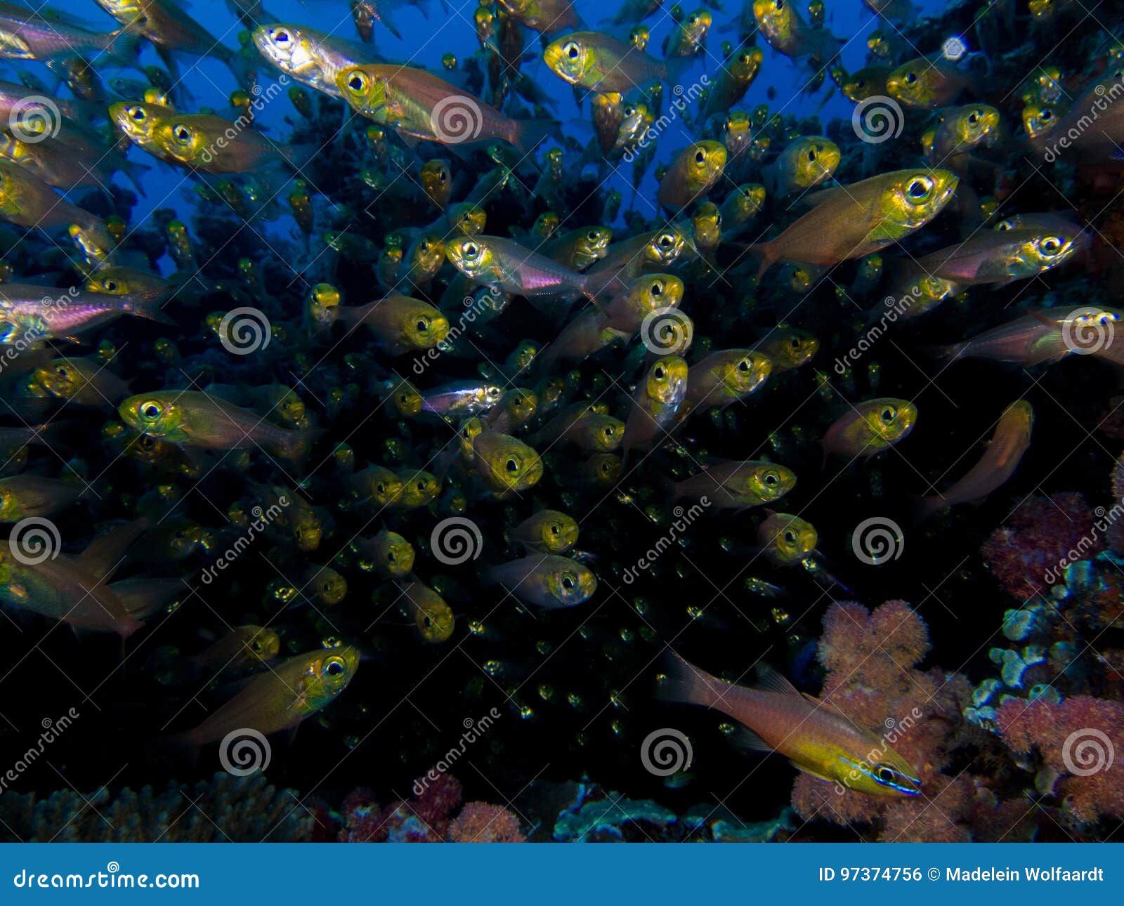 School of Small Cardinal Fish Swimming Towards the Camera. Stock Photo ...