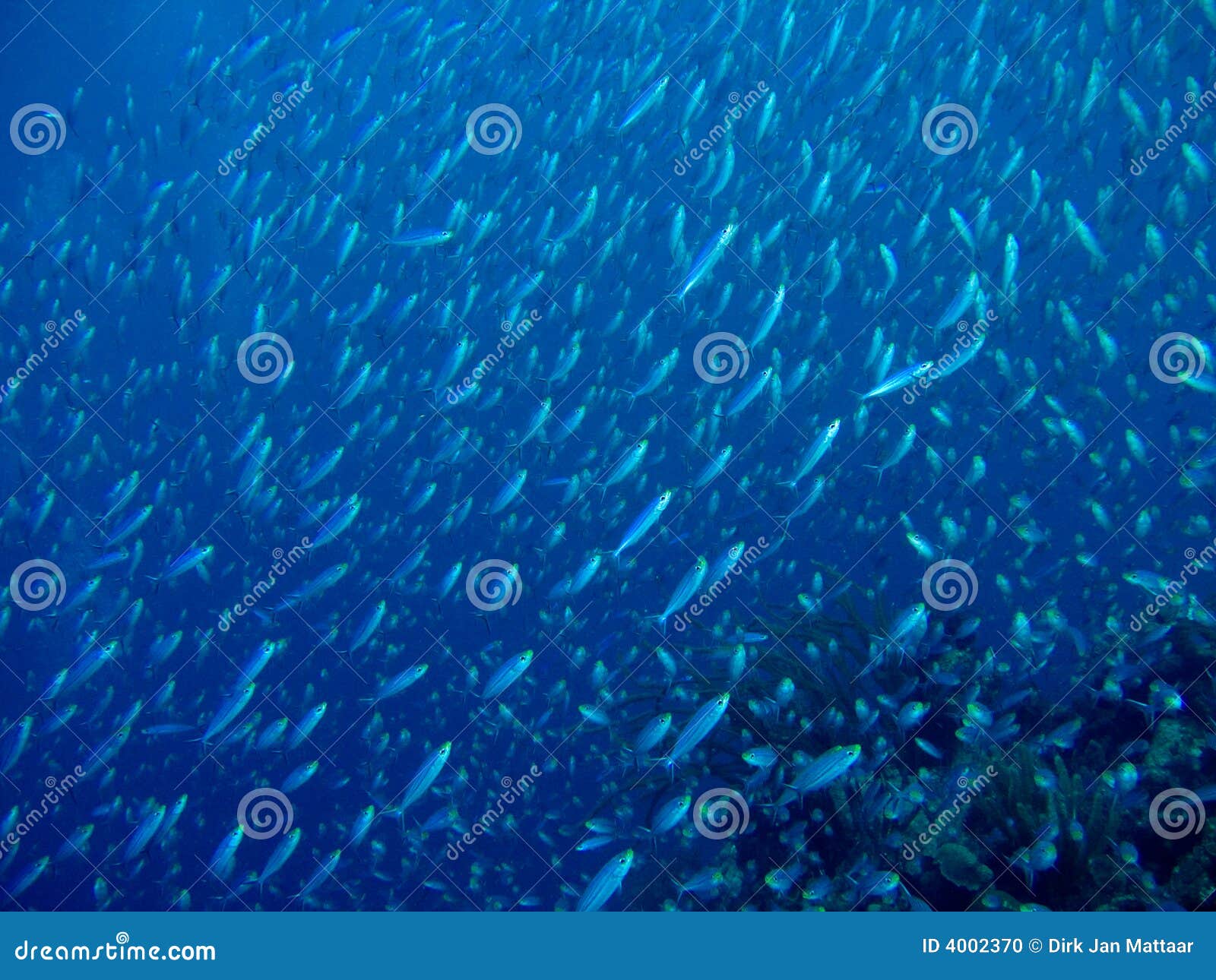 School of small fish stock photo. Image of travel, vacation - 4002370