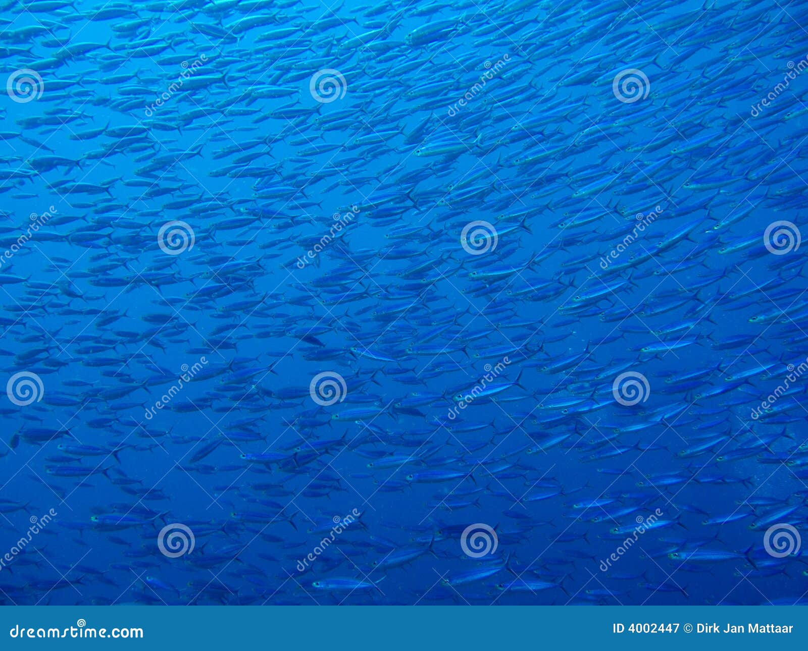 School of small fish stock image. Image of fish, blue - 4002447