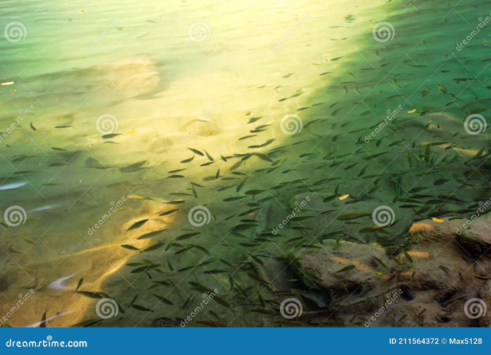 A School of Small Fish Feeds on Insects from the Surface of the Pond ...