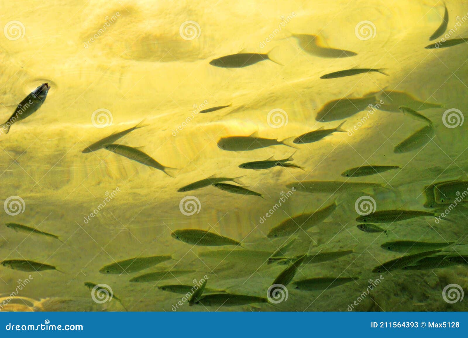 A School of Small Fish Feeds on Insects from the Surface of the Pond ...