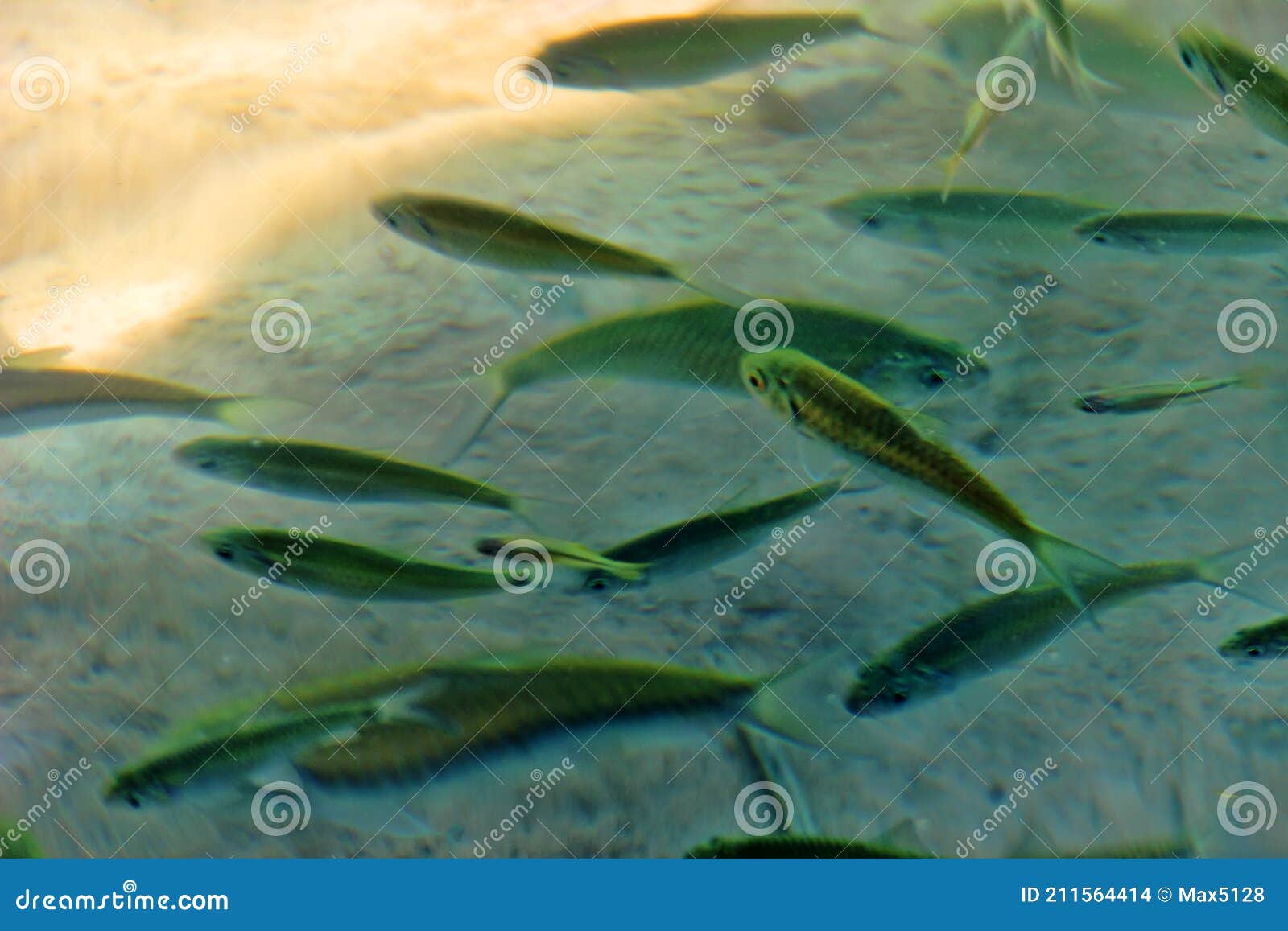 A School of Small Fish Feeds on Insects from the Surface of the Pond ...