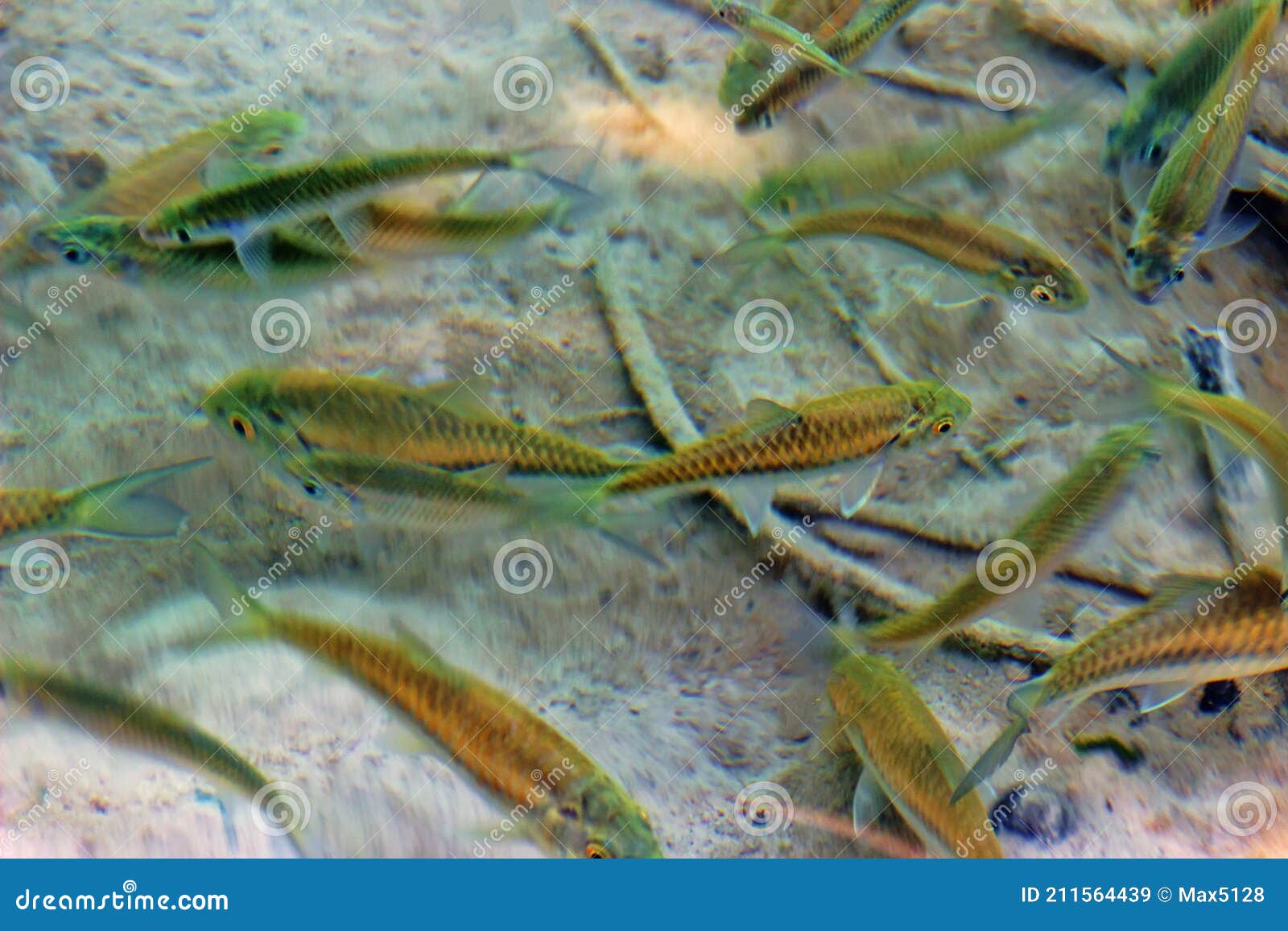 A School of Small Fish Feeds on Insects from the Surface of the Pond ...