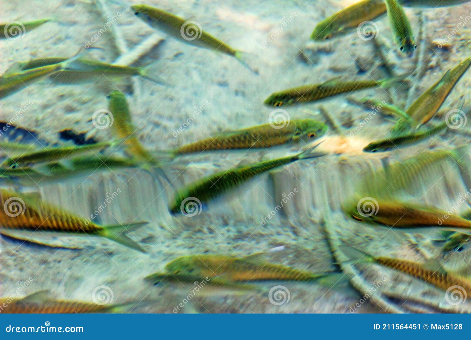 A School of Small Fish Feeds on Insects from the Surface of the Pond ...