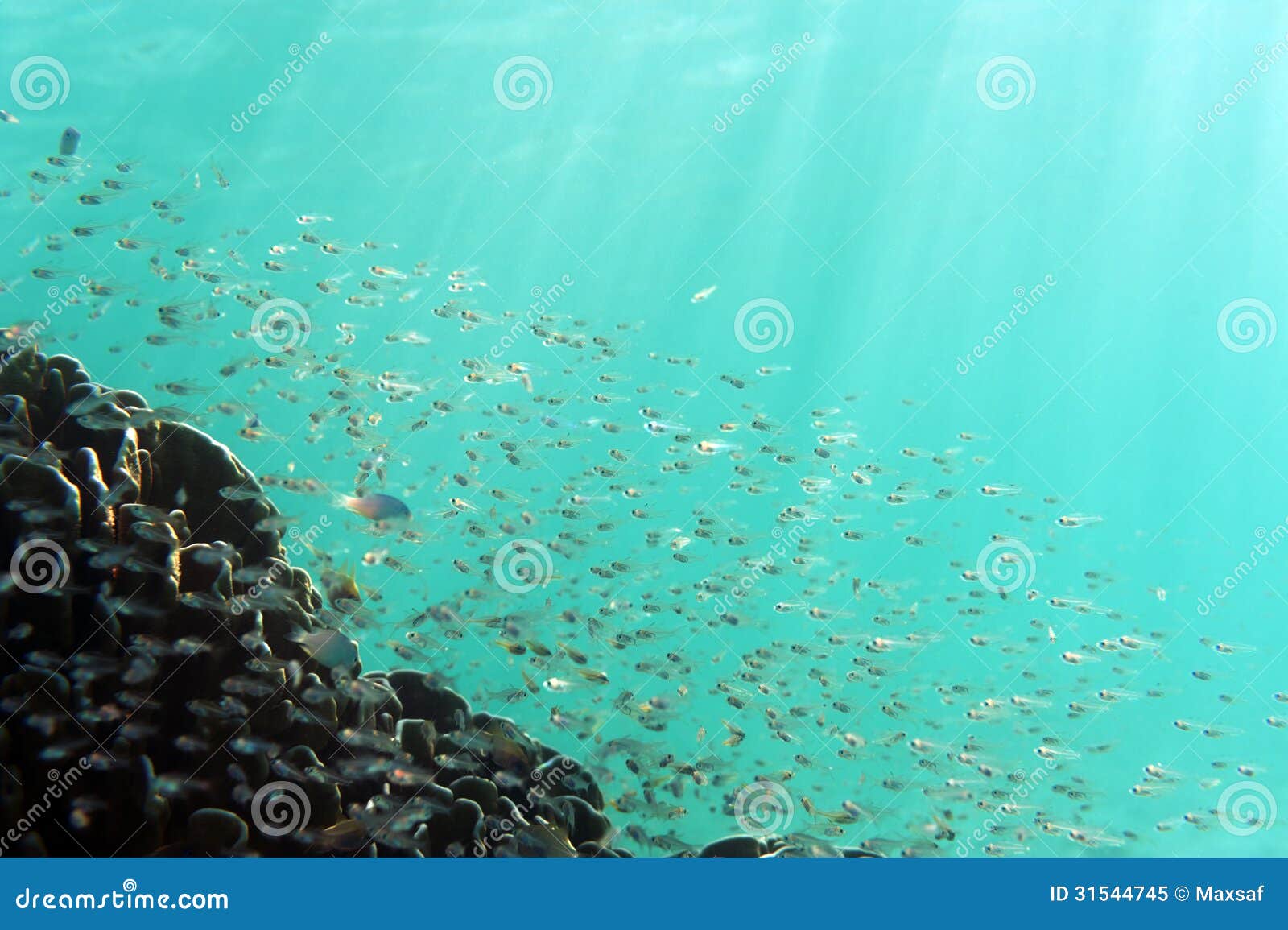 School of small fish stock image. Image of ocean, fish - 31544745
