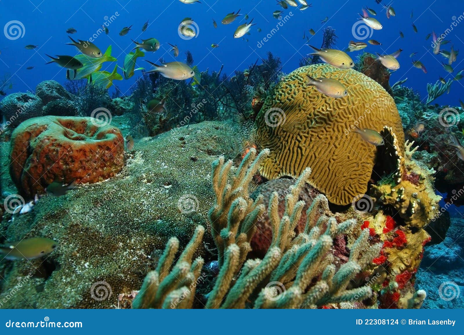 Chromises Cozumel Stock Photos - Free & Royalty-Free Stock Photos from ...