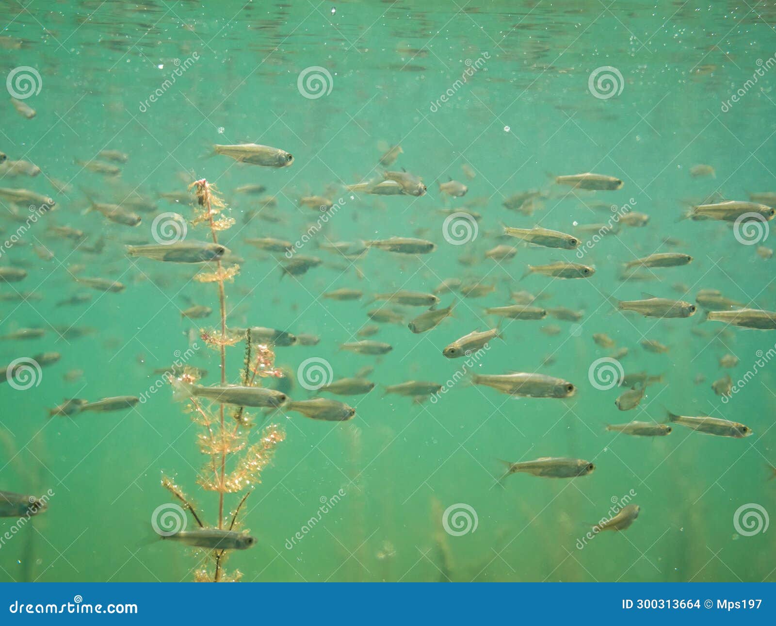 School of Small Roach Swimming Underwater Stock Photo - Image of ...
