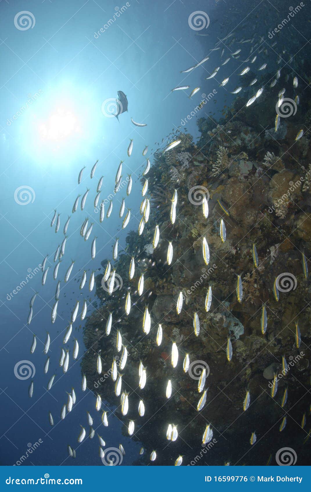 School of small silverfish stock photo. Image of nature - 16599776