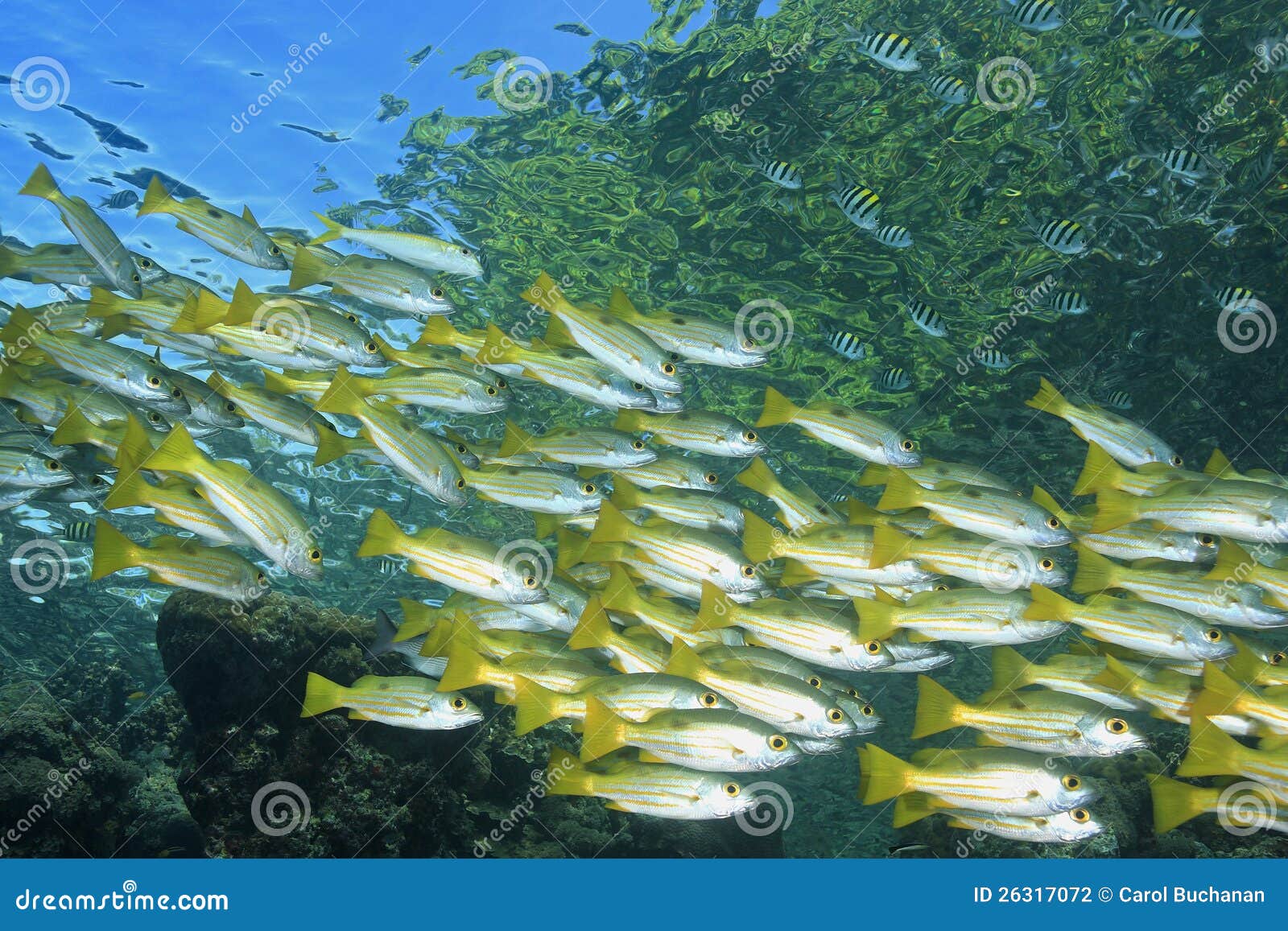 School of Snapper stock photo. Image of coral, island - 26317072