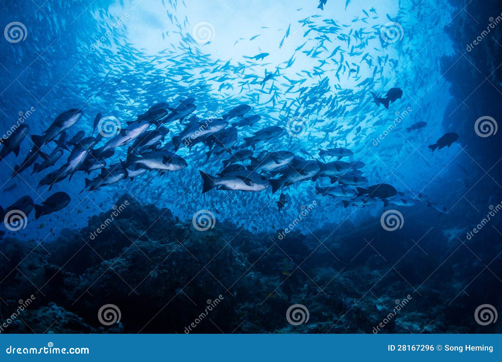 School of snapper stock photo. Image of clear, dive, exotic - 28167296