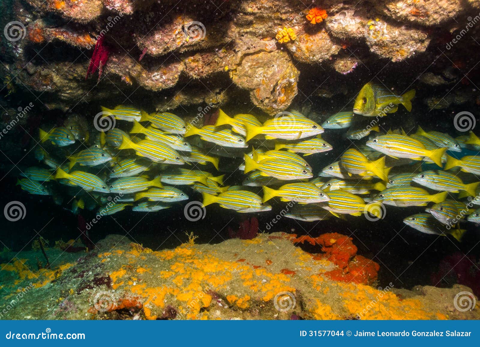 School of snapper stock photo. Image of beauty, lens - 31577044