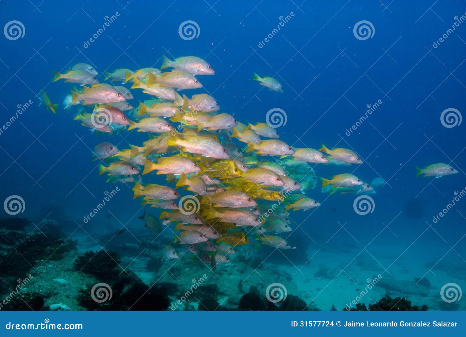 School of snapper stock photo. Image of park, fisherie - 31577724