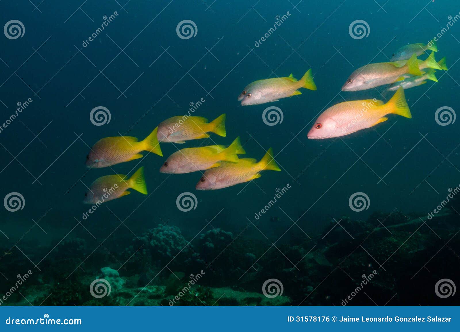 School of snapper stock photo. Image of fisherie, grouper - 31578176