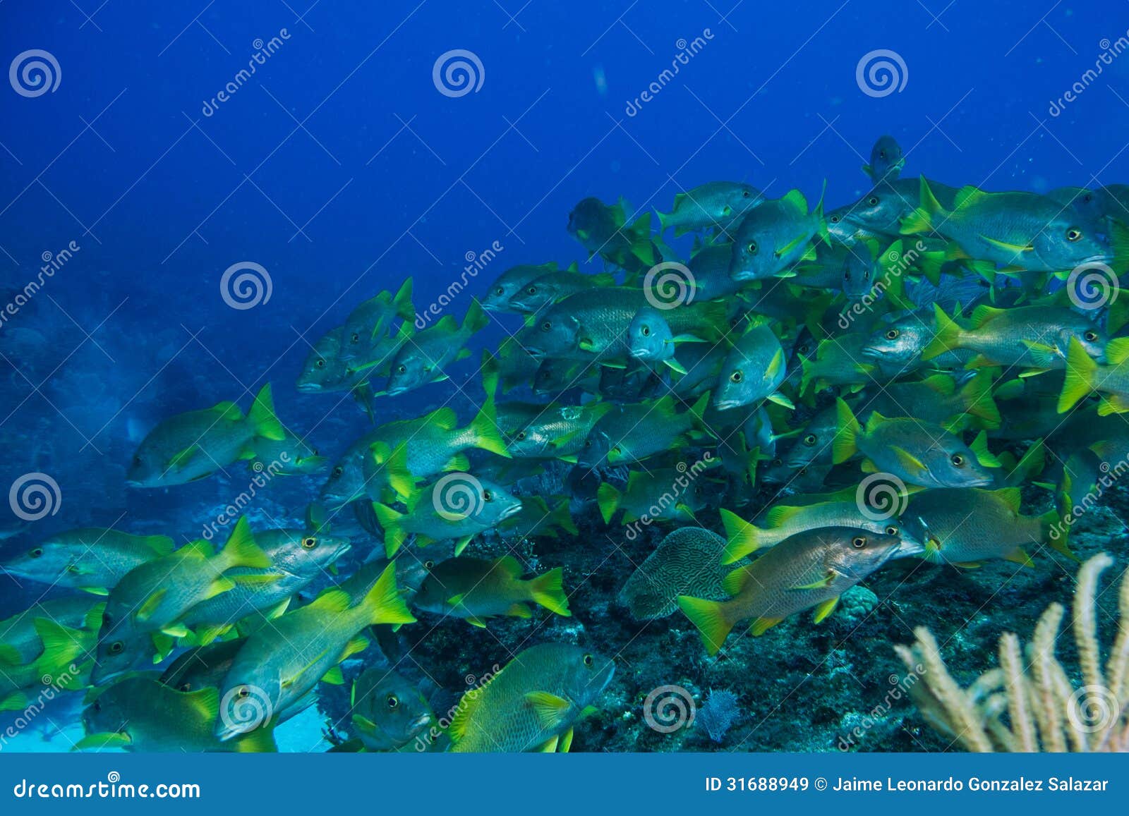 School of snapper stock image. Image of aggregation, bonaire - 31688949