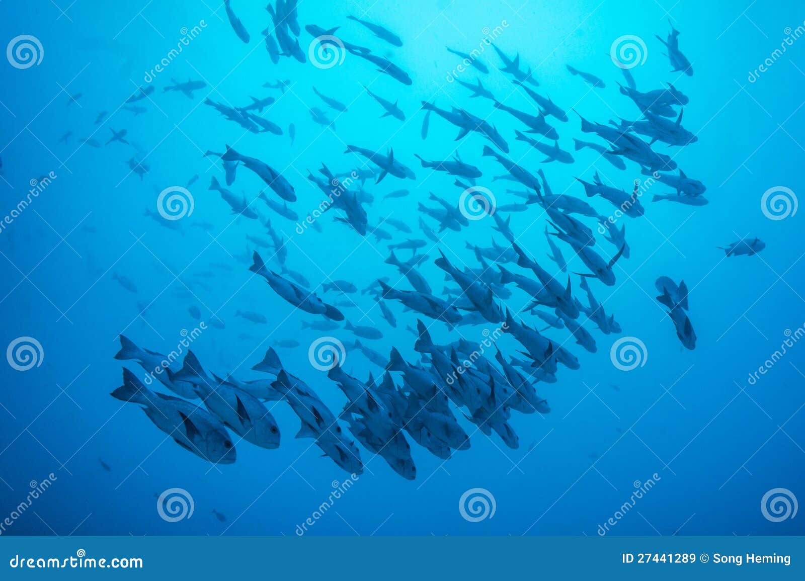A school of Snappers stock image. Image of light, bright - 27441289
