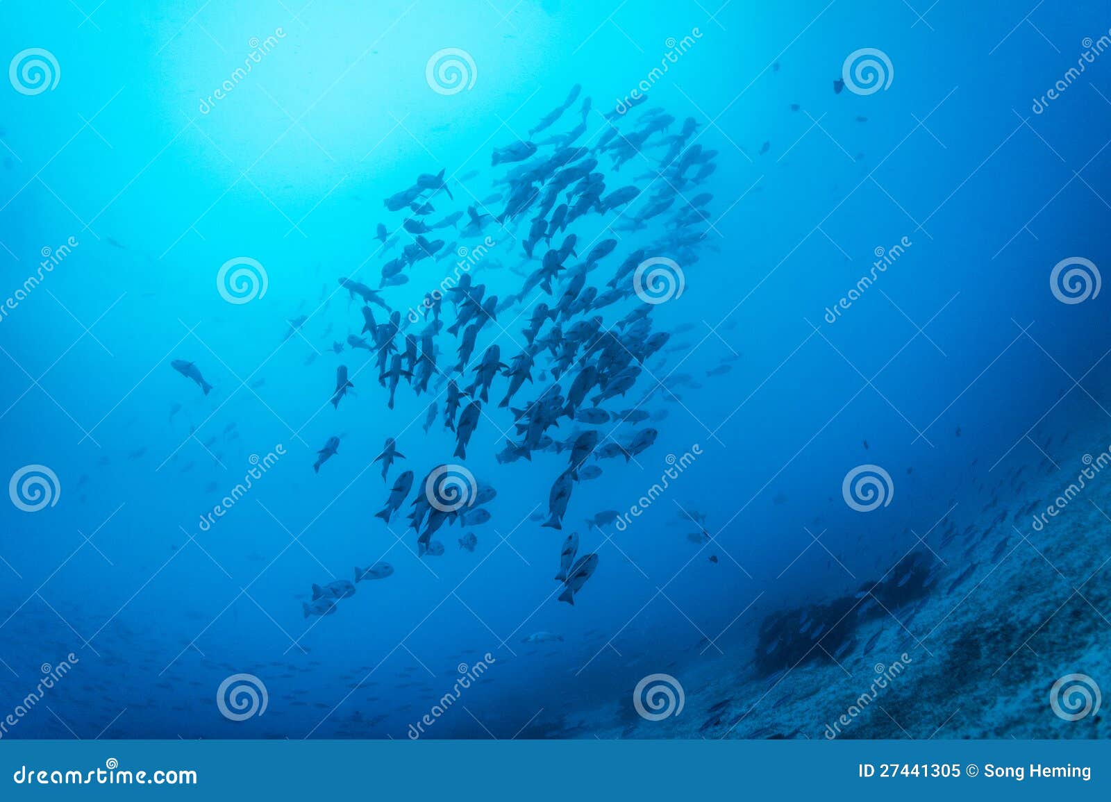 A school of Snappers stock image. Image of deep, seafood - 27441305