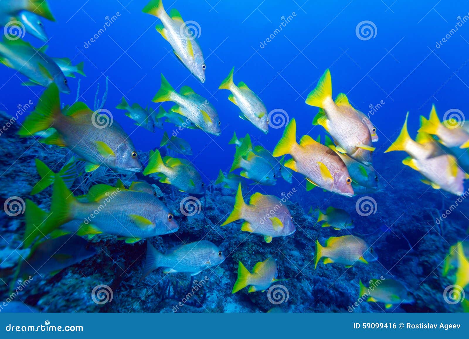 School of Snappers, Cayo Largo Stock Photo - Image of snapper, scuba ...