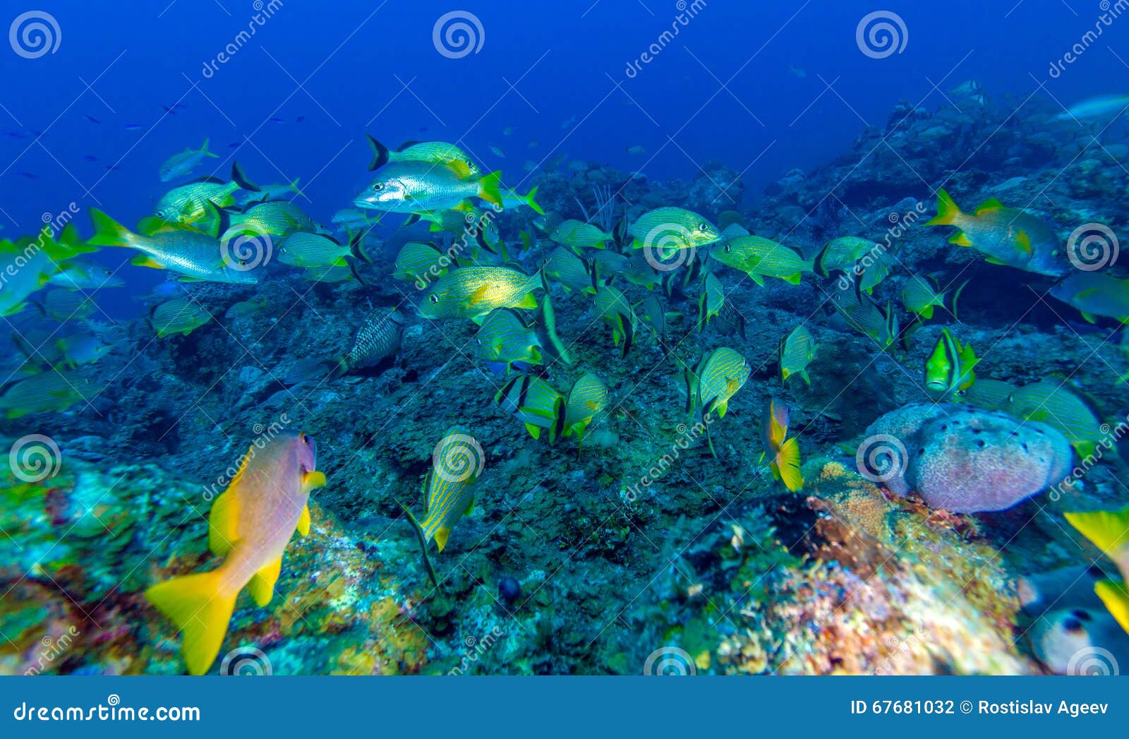 School of Snappers, Cayo Largo Stock Photo - Image of recreational ...