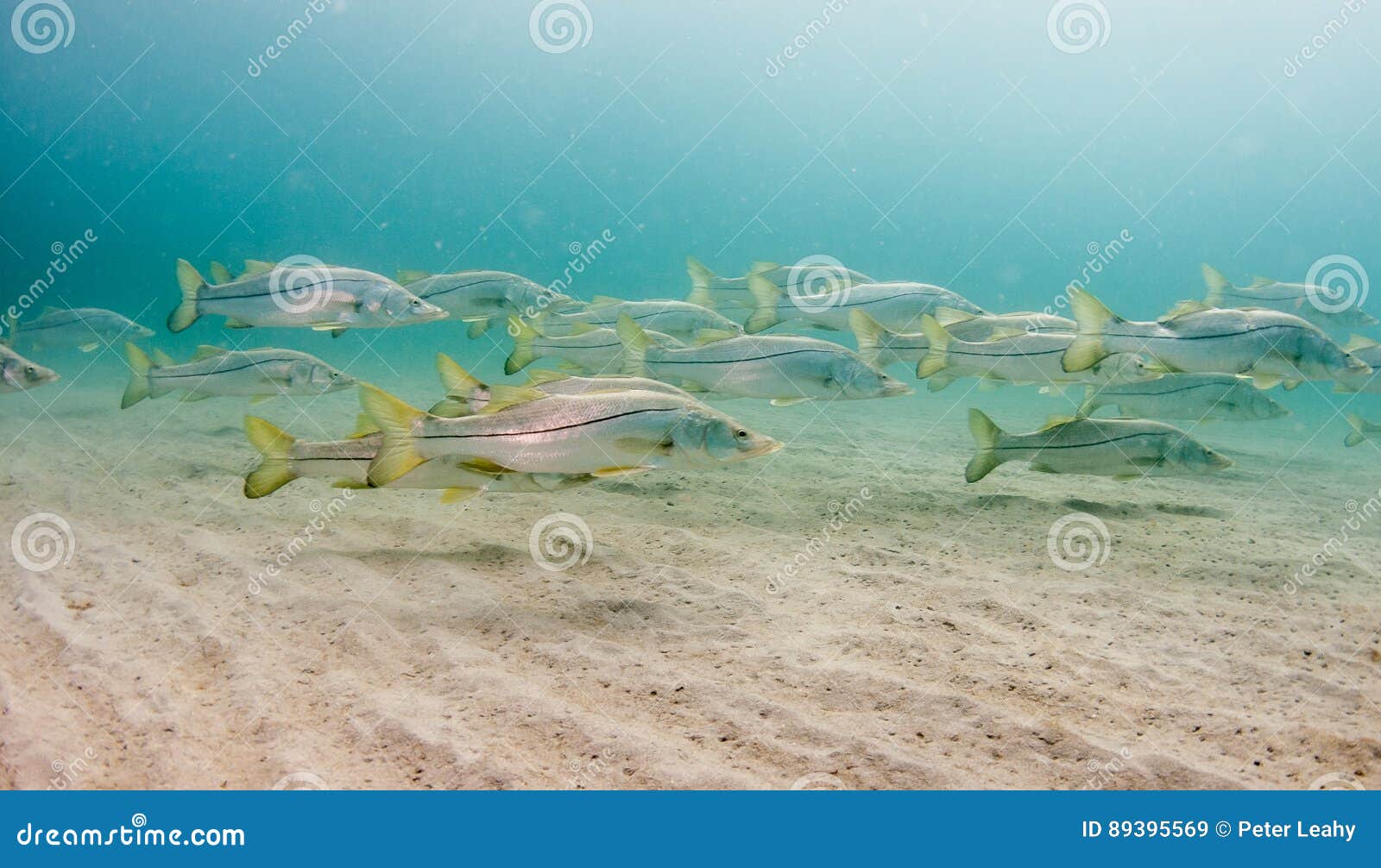 A School of Snook Fish Under a Pier Stock Image - Image of tropical ...