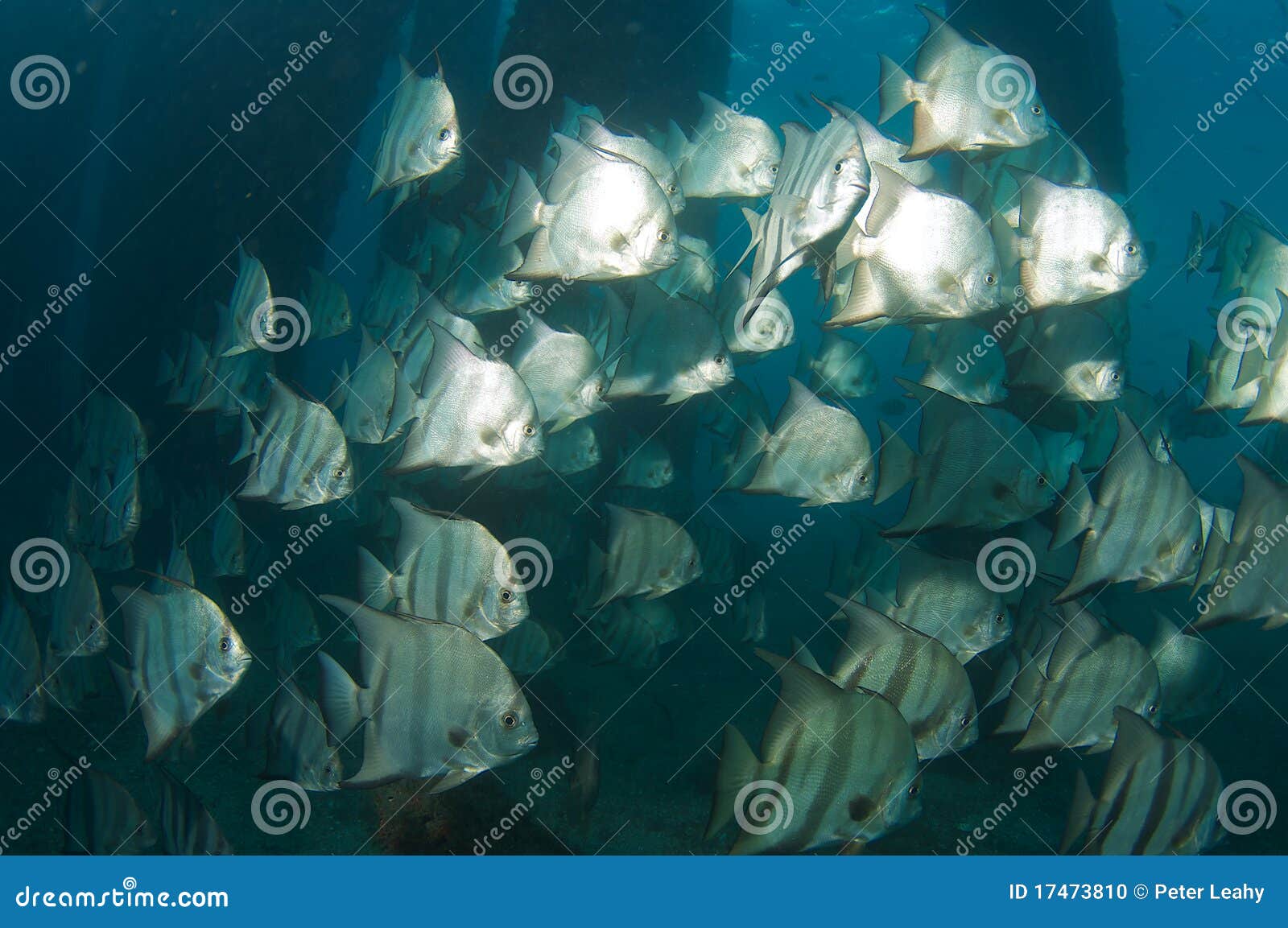 School of Spadefish stock photo. Image of tropical, lateral - 17473810