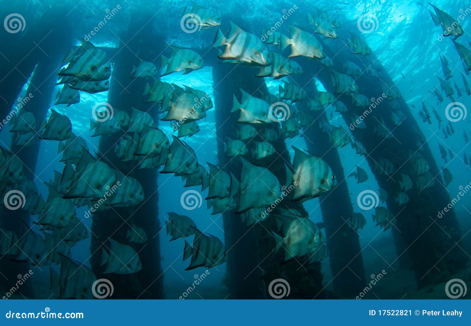 School of Spadefish stock image. Image of aquarium, underwater - 17522821
