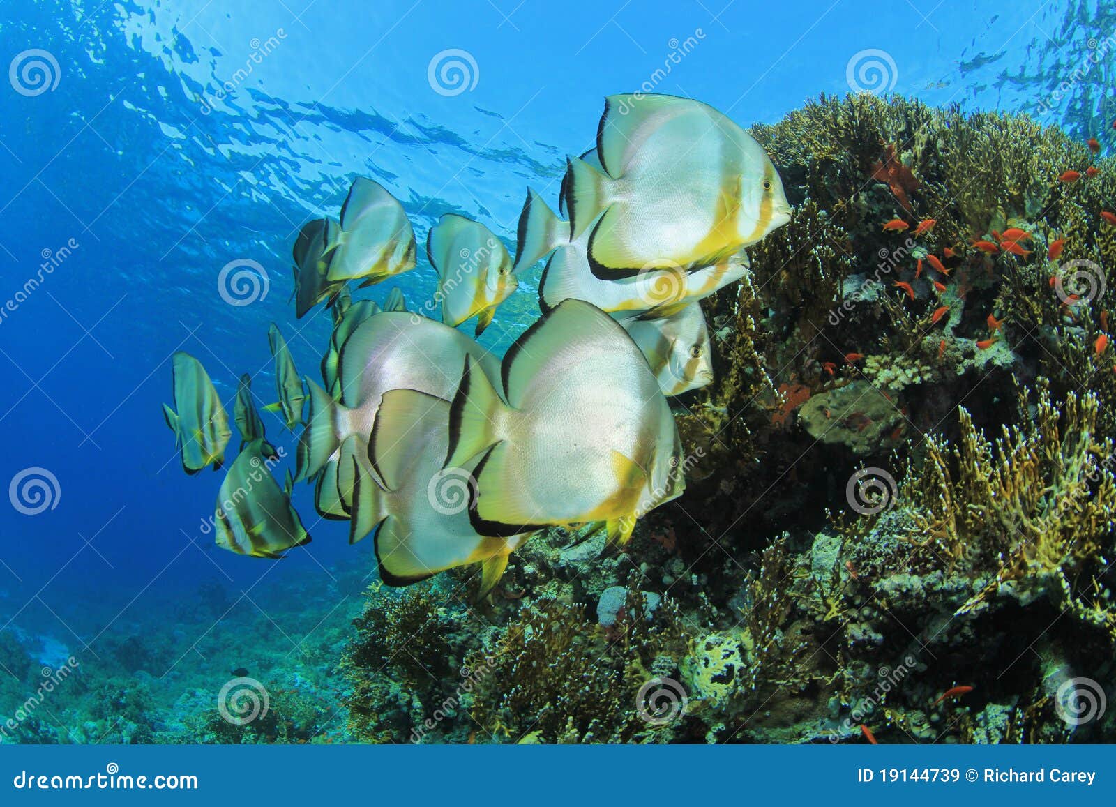 School of Spadefish stock image. Image of animal, wild - 19144739