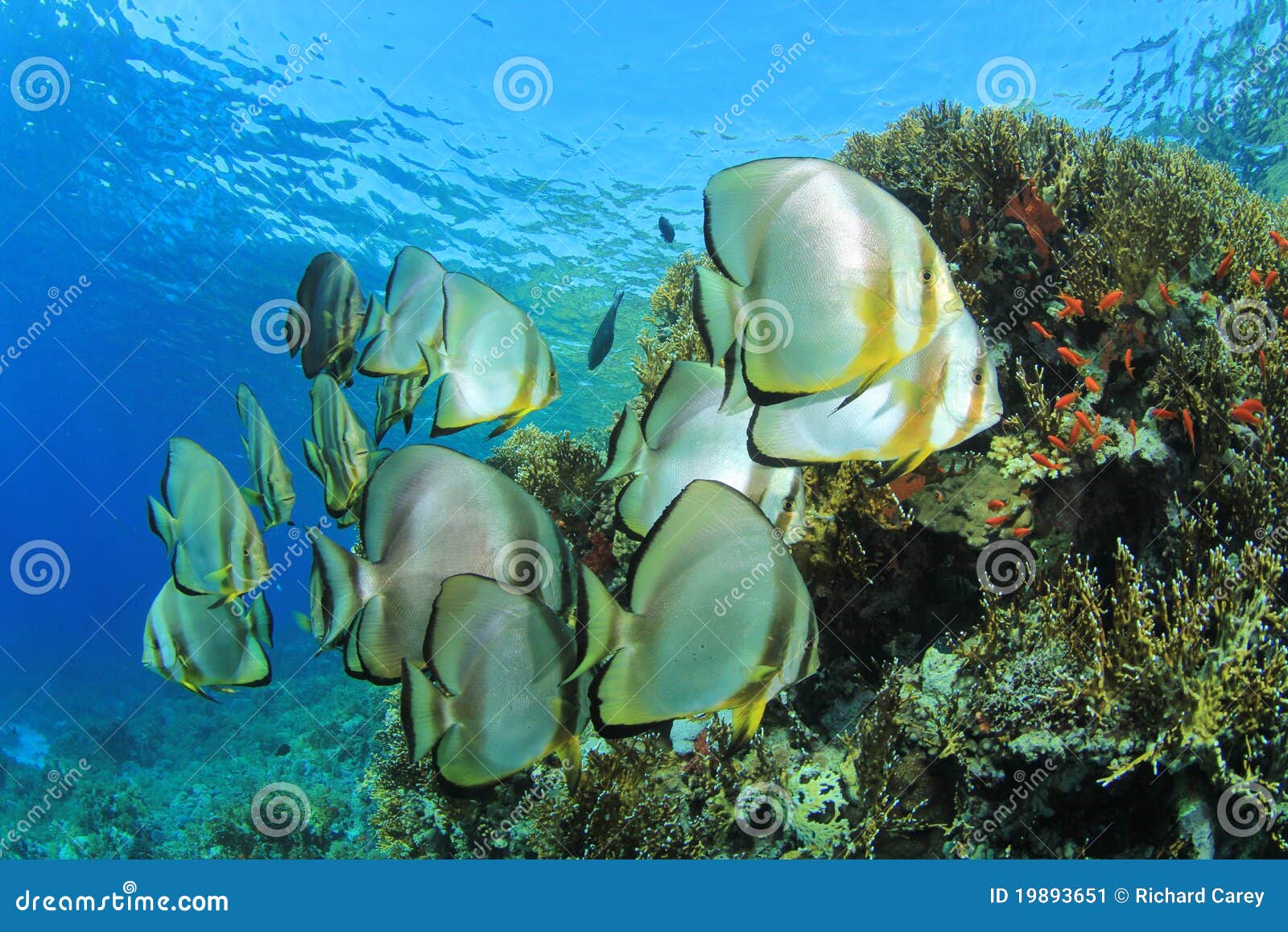 School of Spadefish stock image. Image of coral, reef - 19893651