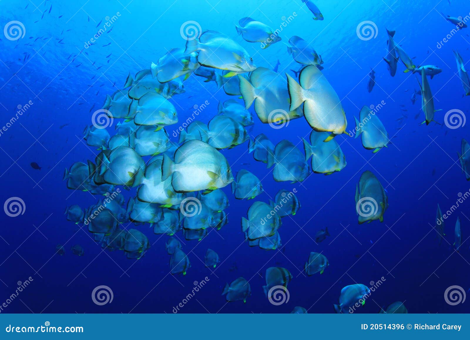 School of Spadefish stock photo. Image of wild, beauty - 20514396