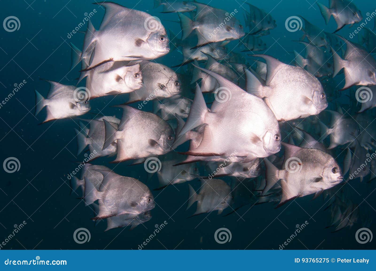 School of Spadefish Swimming in the Ocean. Stock Image - Image of reef ...