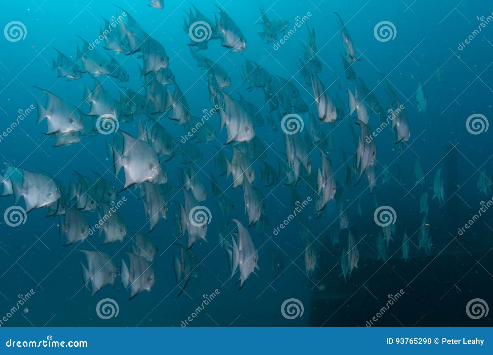 School of Spadefish Swimming in the Ocean. Stock Photo - Image of tails ...