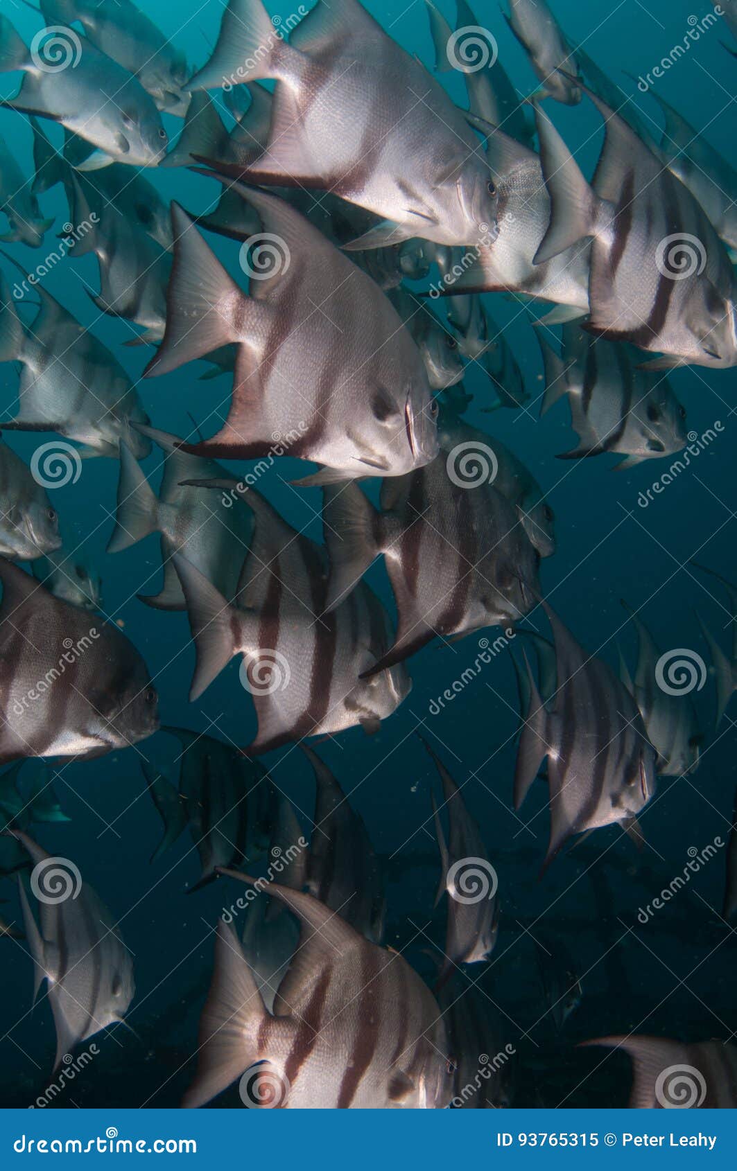 School of Spadefish Swimming in the Ocean. Stock Image - Image of ...