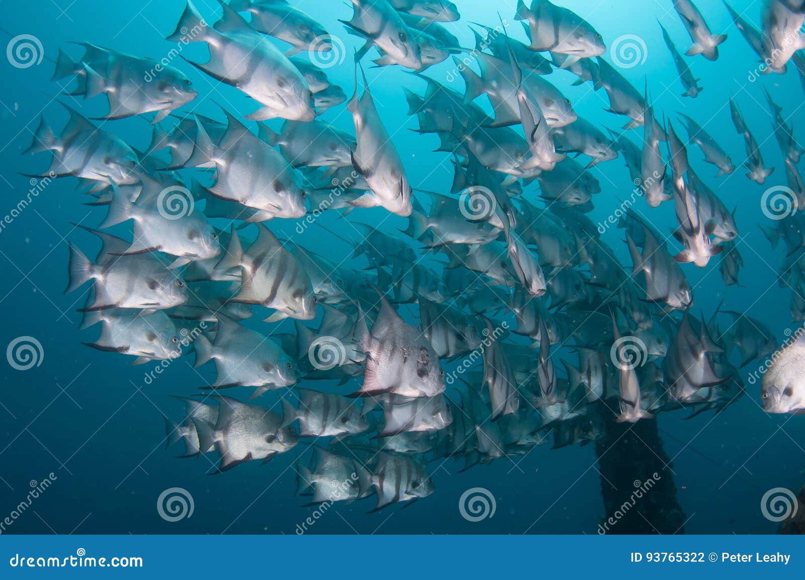 School of Spadefish Swimming in the Ocean. Stock Photo - Image of fins ...