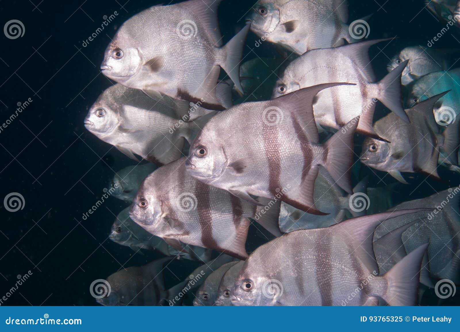 School of Spadefish Swimming in the Ocean. Stock Image - Image of ...