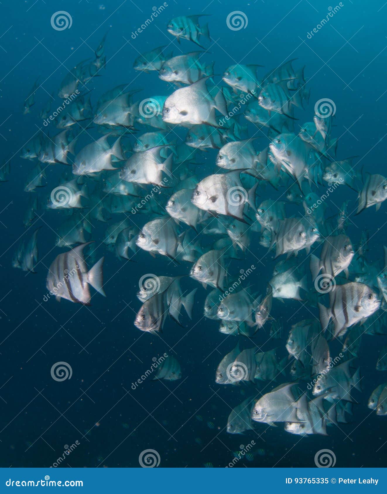 School of Spadefish Swimming in the Ocean. Stock Image - Image of ...