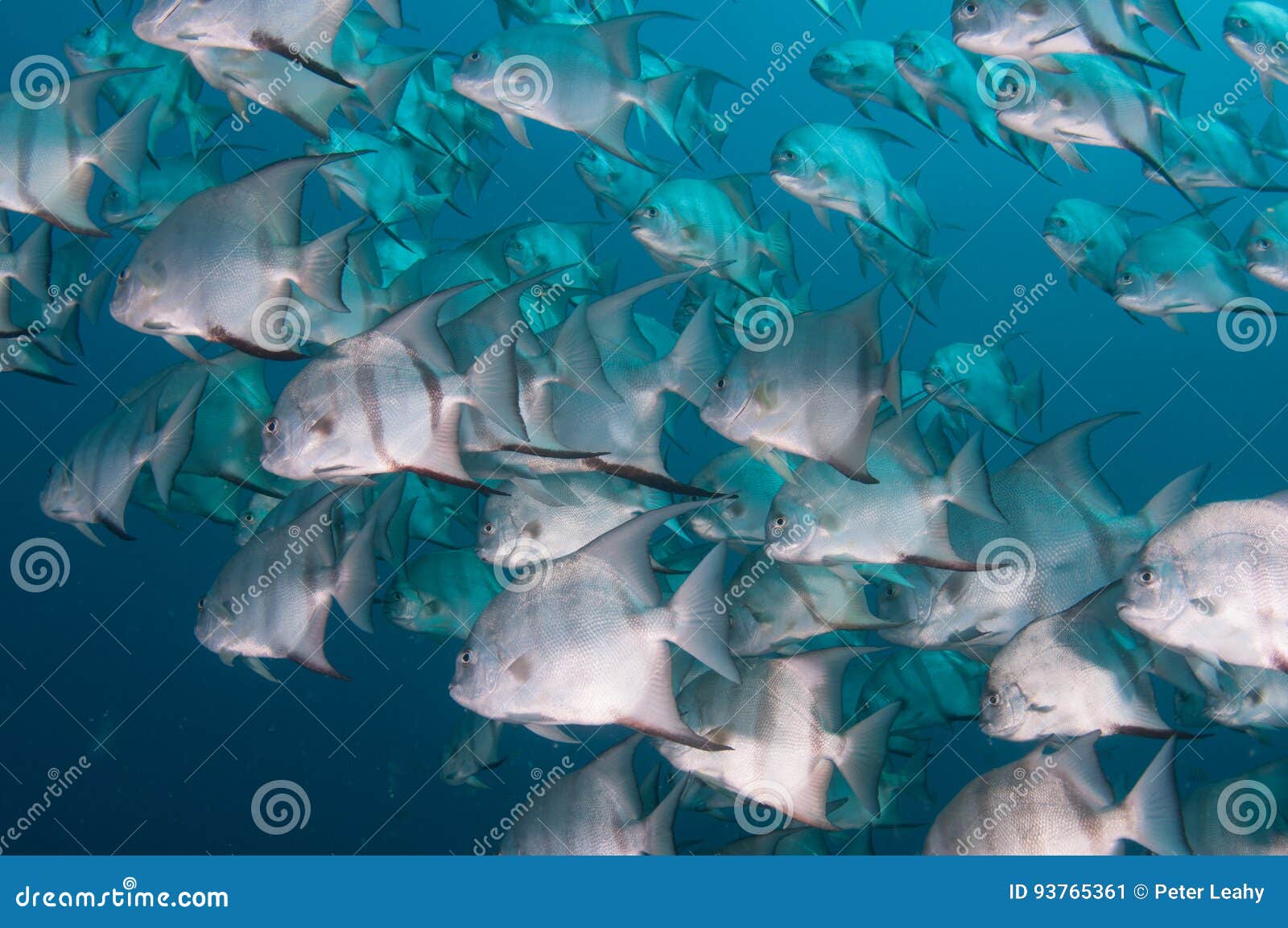 School of Spadefish Swimming in the Ocean. Stock Image - Image of life ...