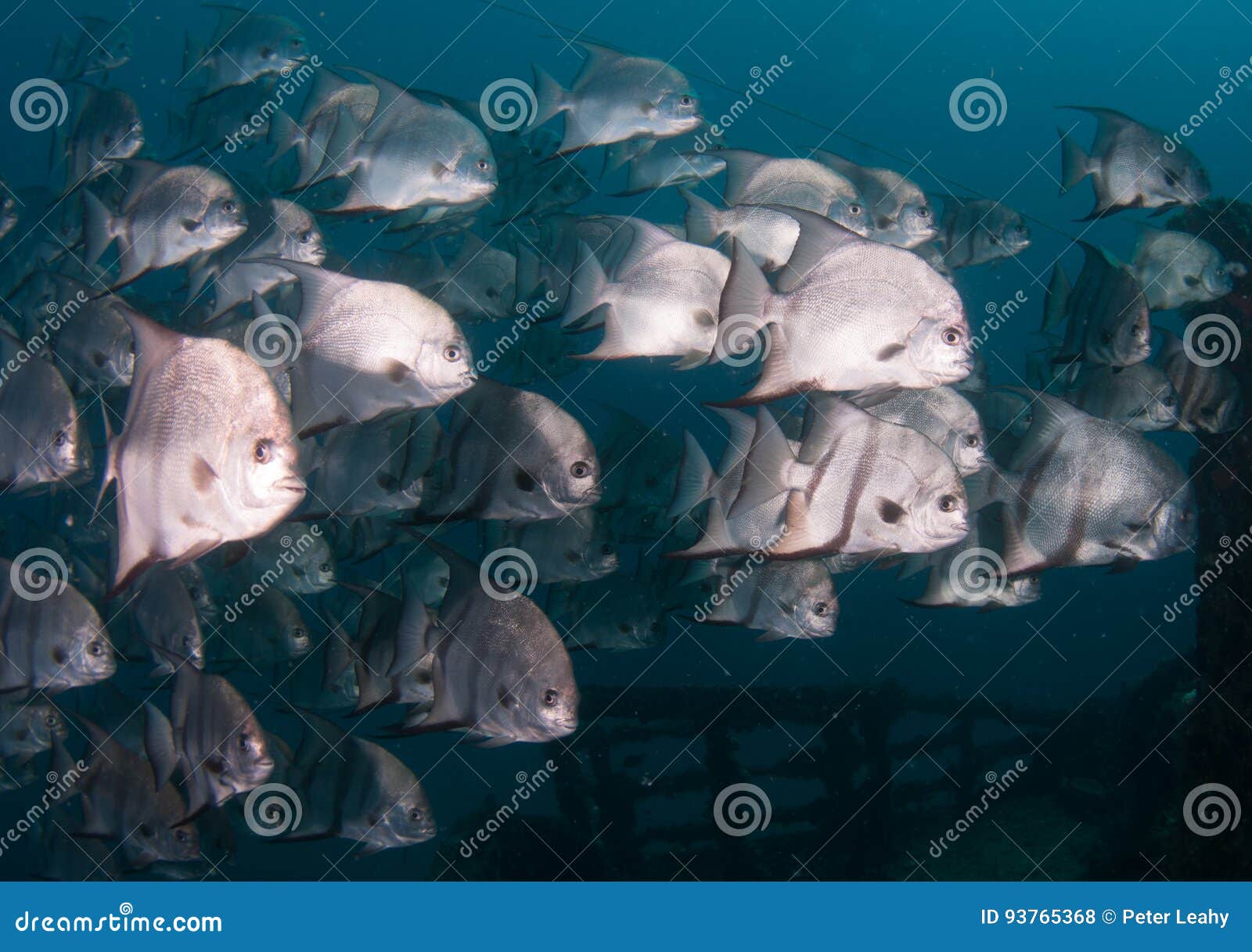 School of Spadefish Swimming in the Ocean. Stock Photo - Image of fish ...
