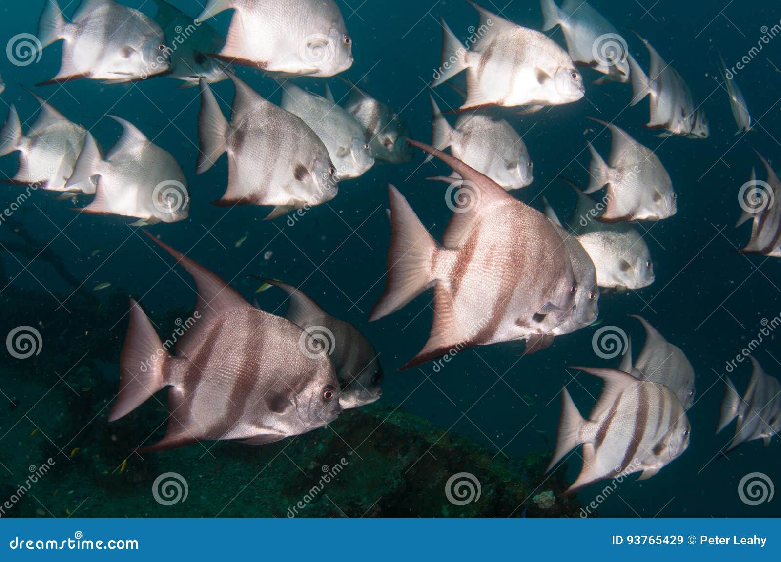 School of Spadefish Swimming in the Ocean. Stock Image - Image of fins ...
