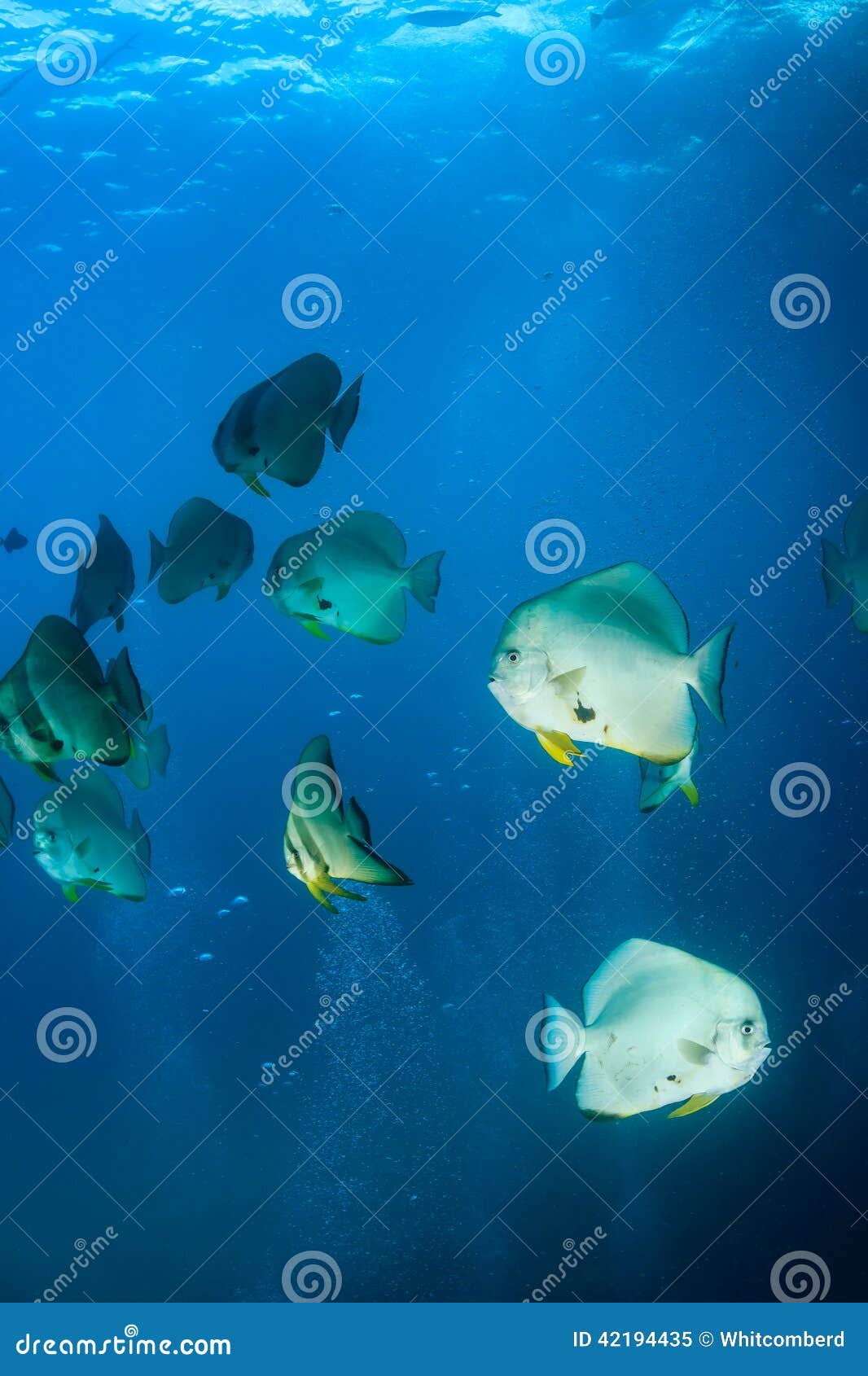 School of Spadefish Underwater Stock Image - Image of biodiversity ...