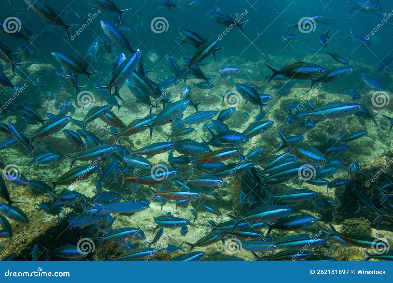 School of Striated Fusilier Fish in the Sea Stock Image - Image of ...