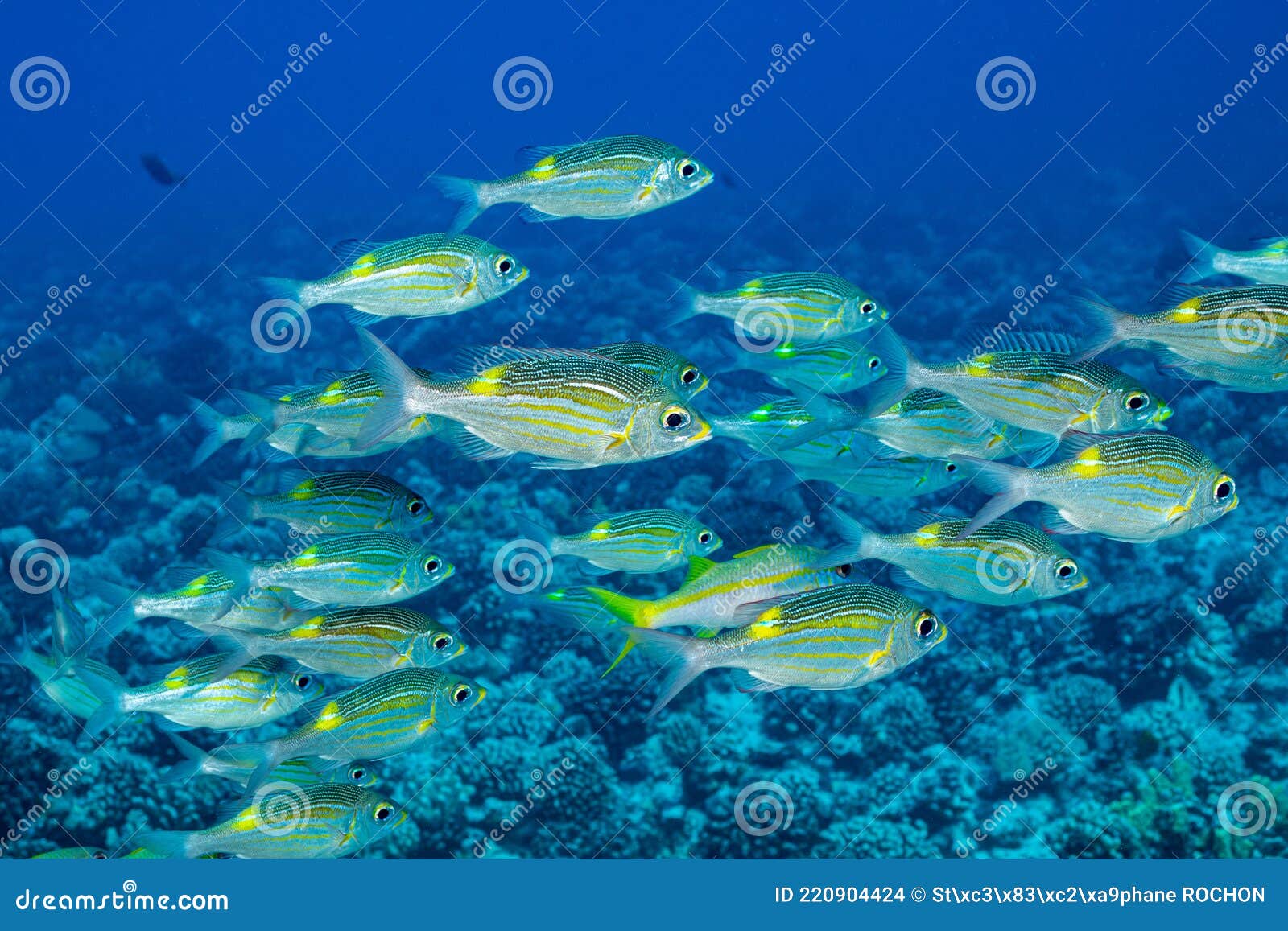 School of Striped Large-eye Bream Fish Stock Photo - Image of polynesia ...