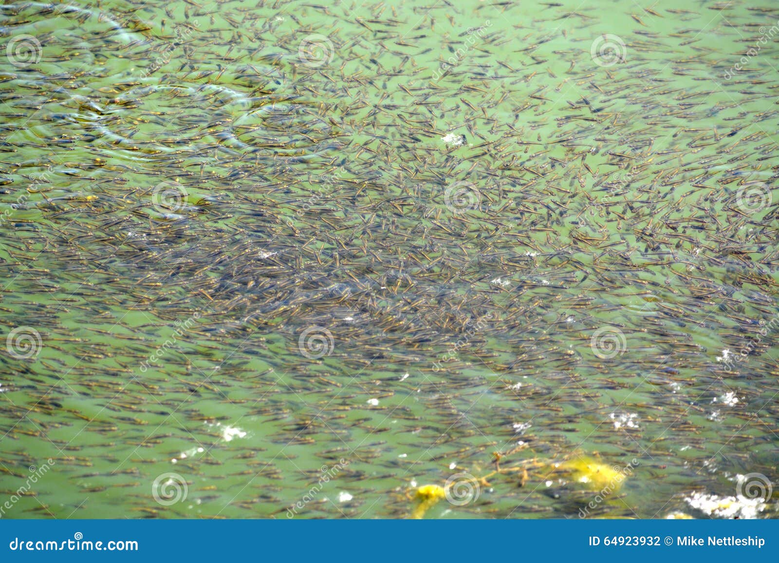 A school of tiny fish fry stock photo. Image of school - 64923932