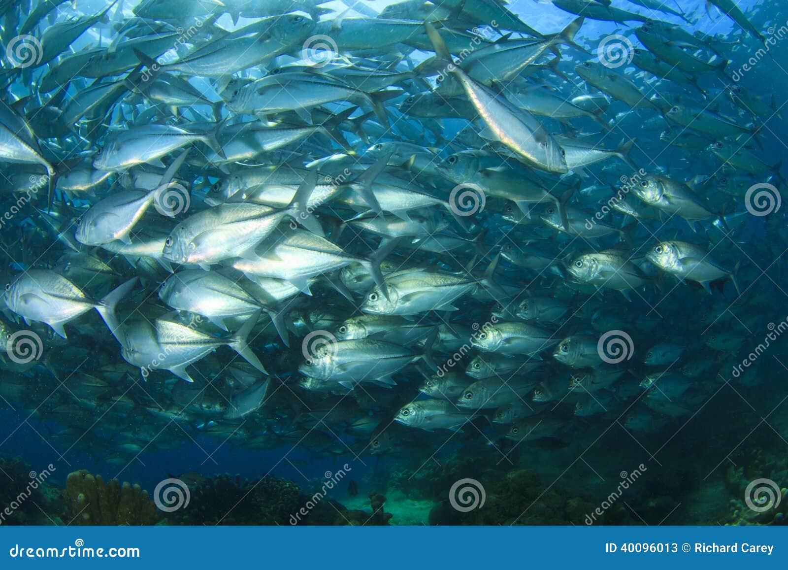 School Trevally Fish (Jack Fish) Stock Image - Image of tuna, wild ...