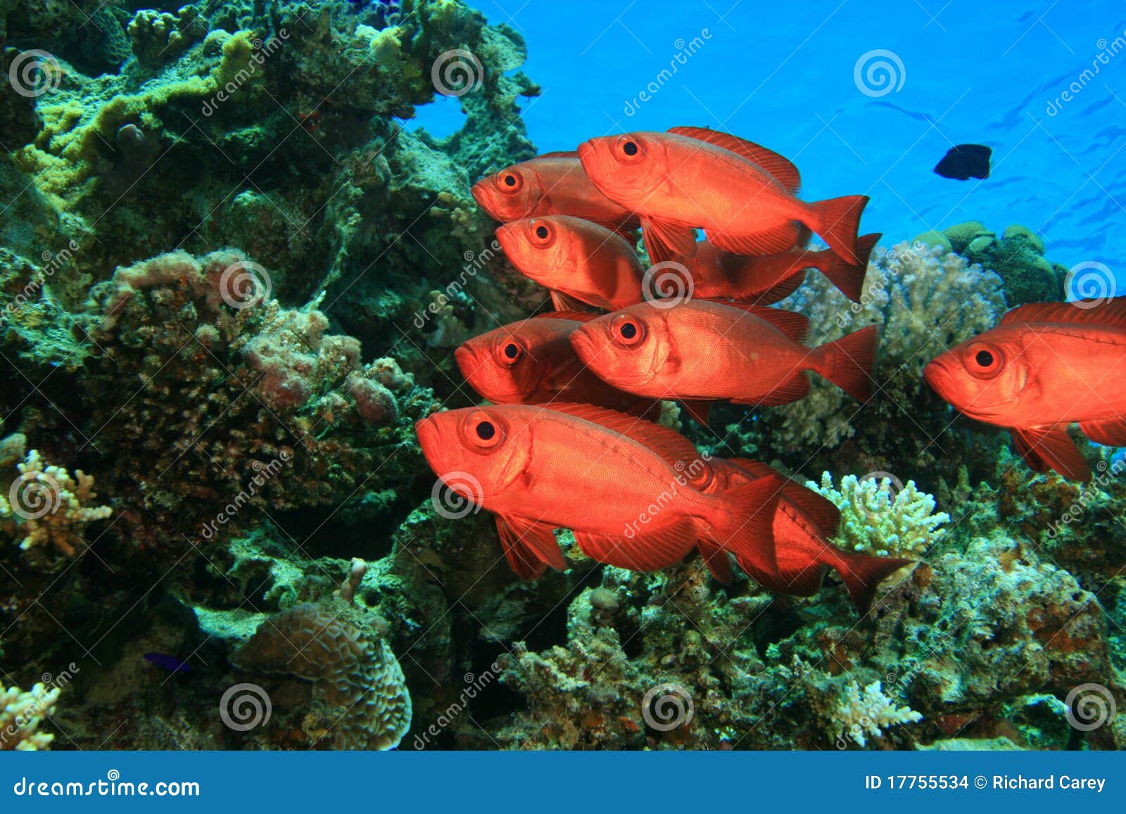 School of Tropical Fish stock photo. Image of reef, animal - 17755534