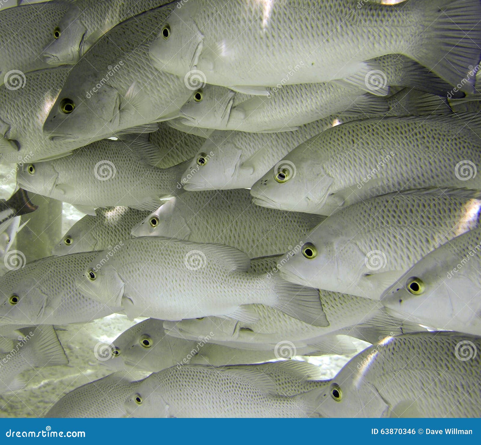 School Of Tropical Fish Wallpaper
